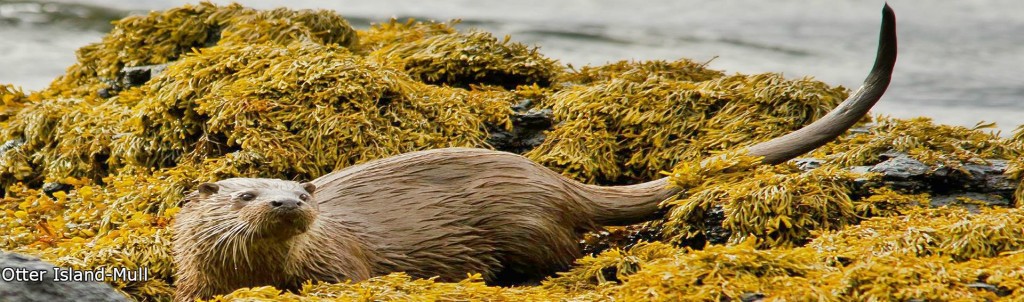 Bed and Breakfast Isle of Mull Seaview B&B for Isle of Iona